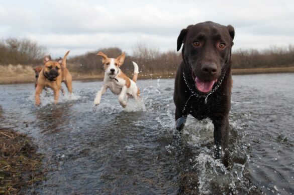 Die schönsten Haustier-Bilder machen | myposter Magazin